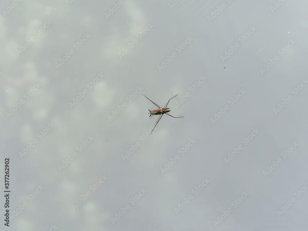 Foto de Gerris ou aquarius remigis - Araignée d'eau ou punaise ...