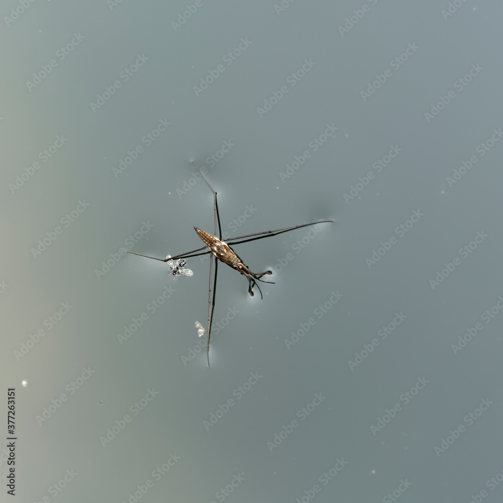 Gerris ou aquarius remigis - Araignée d'eau ou punaise aquatique sans ...