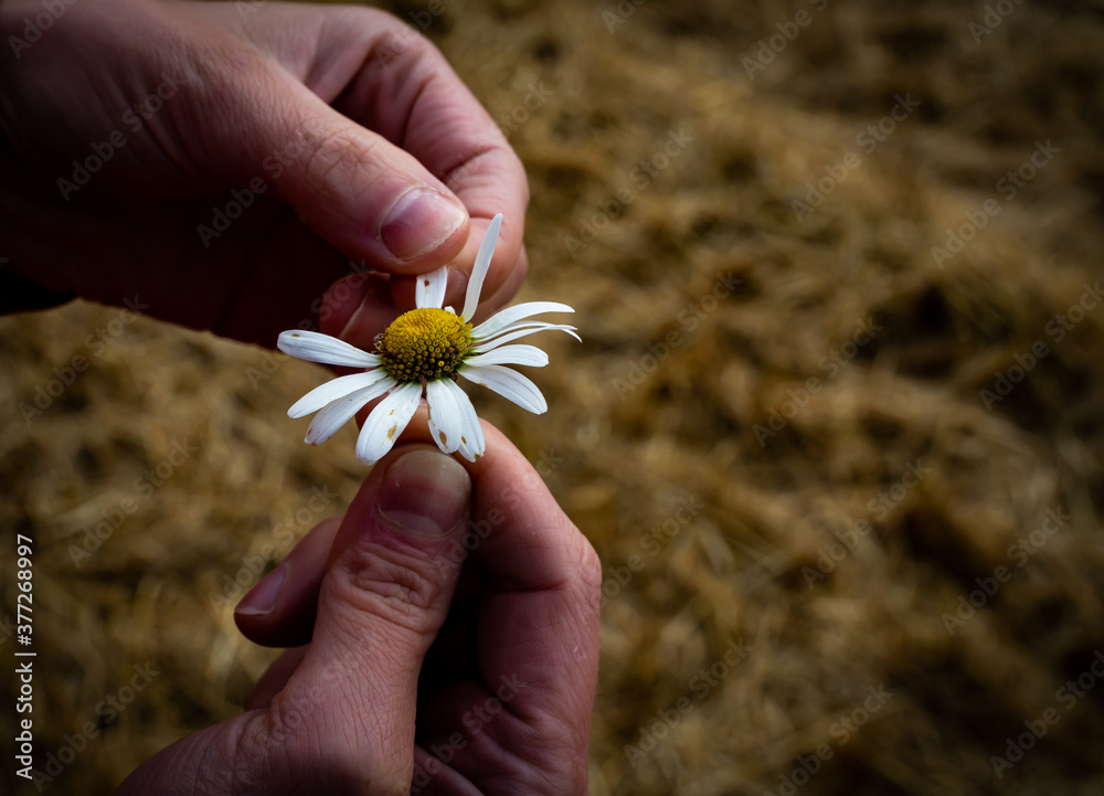 Female finger pull petals of a daisy flower, symbol of a love me, love ...