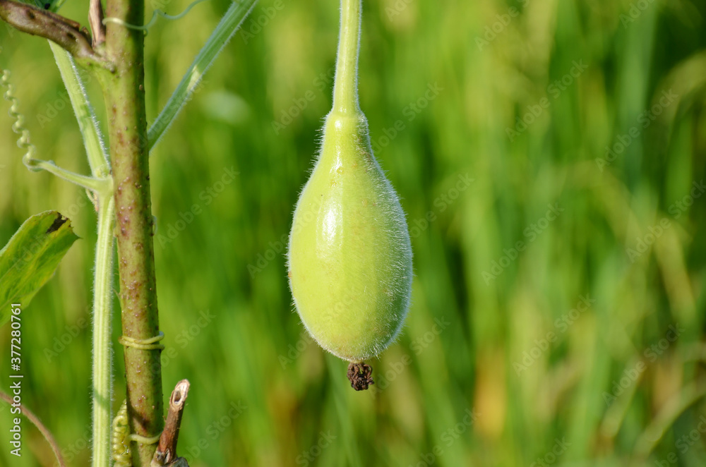 Green Round Gourds