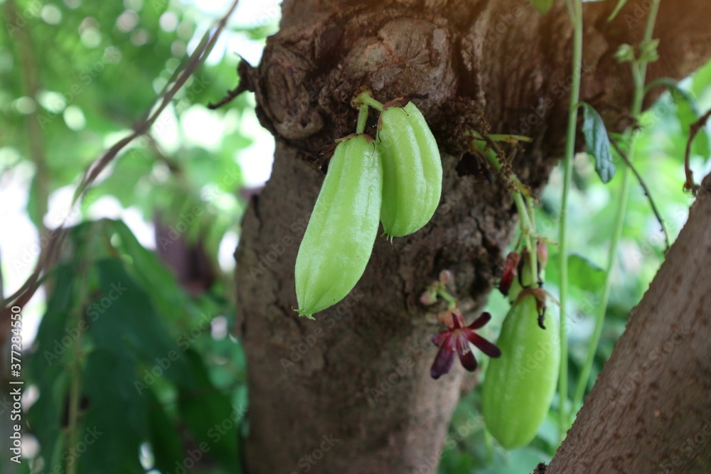 (Taling Pling) is a fruit in the family Oxalidaceae, a tropical plant ...
