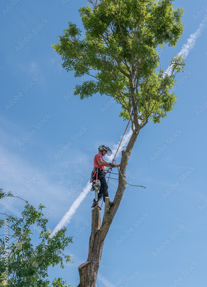 Arborist or tree Surgeon using safety ropes and a harness up a tall ...
