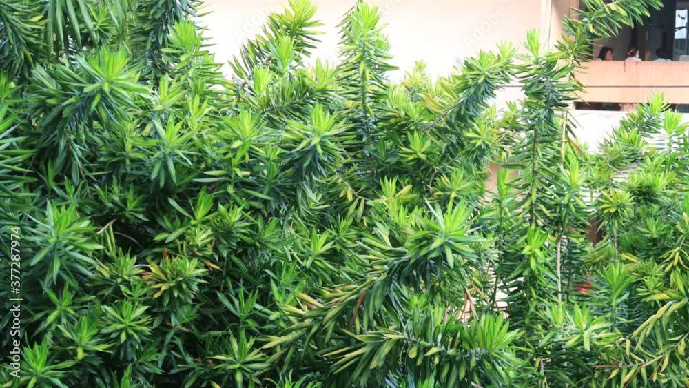 TimeLapse of Lush green foliage moving in tropical summer or spring ...