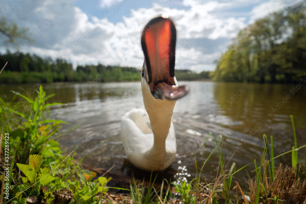 Dangerous swan. Bitting animal. Hungry animal in rural scene Stock ...