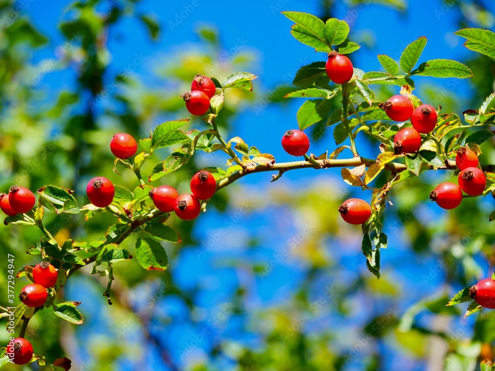 Red rose hips of dog rose. Rosa canina, commonly known as the dog rose ...