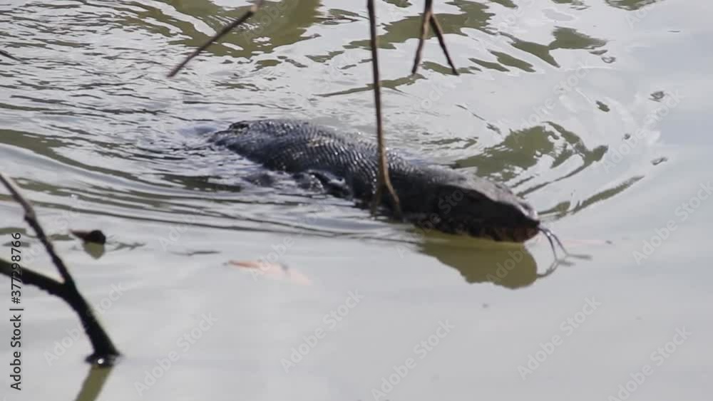Winter river in mangrove forest, picturesquely curved bushes. Monitor ...