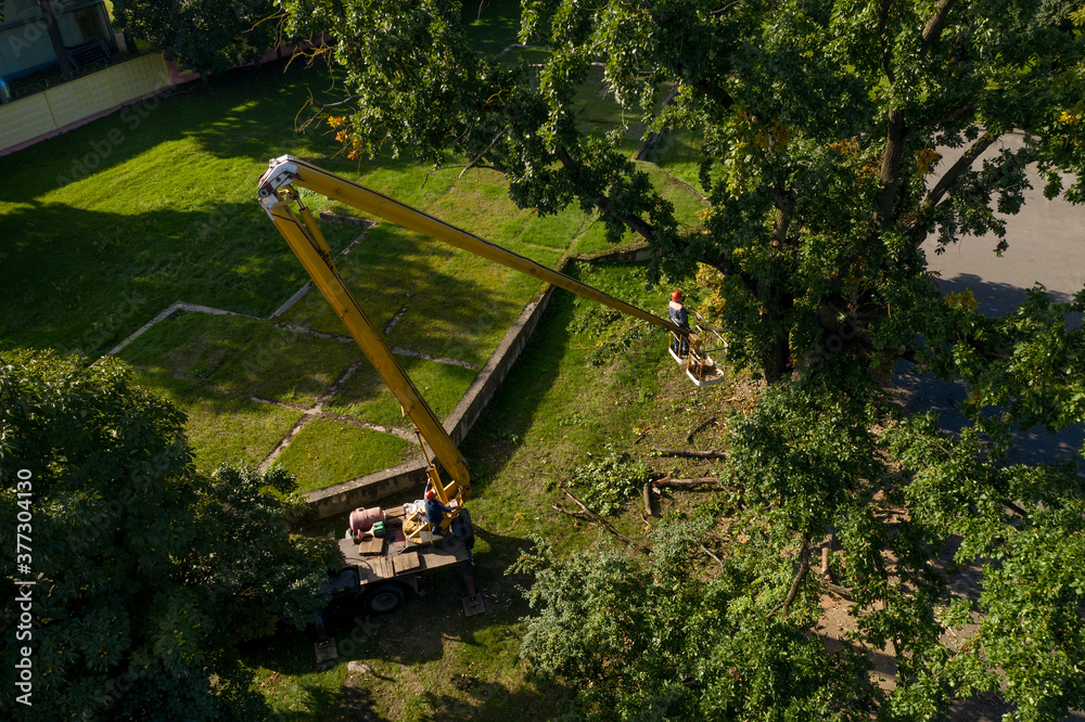 Workers on a mobile mechanical car lift cut trees. Annual planned ...