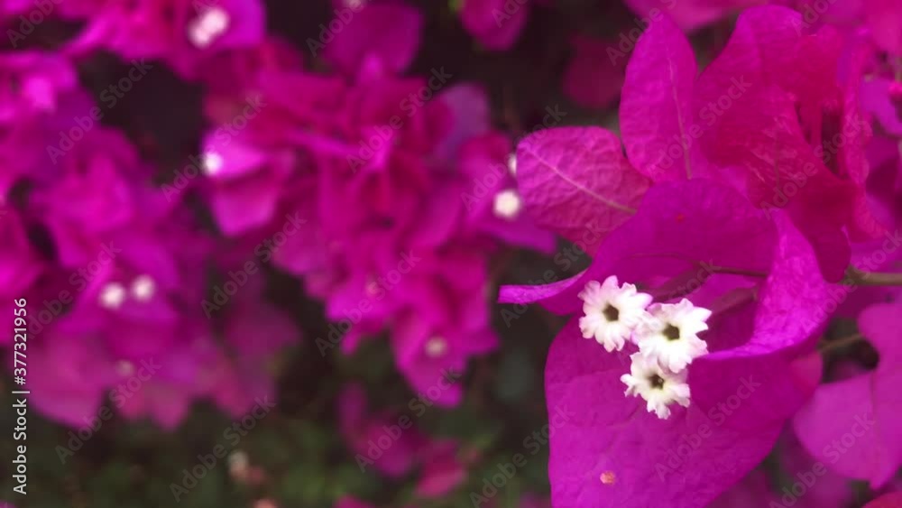 Beautiful pink flowers in a park in Seville. The name of the plant is ...