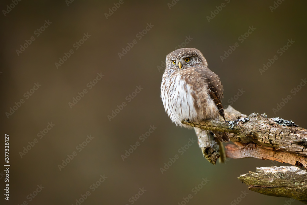 Small predator eurasian pygmy owl, glaucidium passerinum, perched on ...