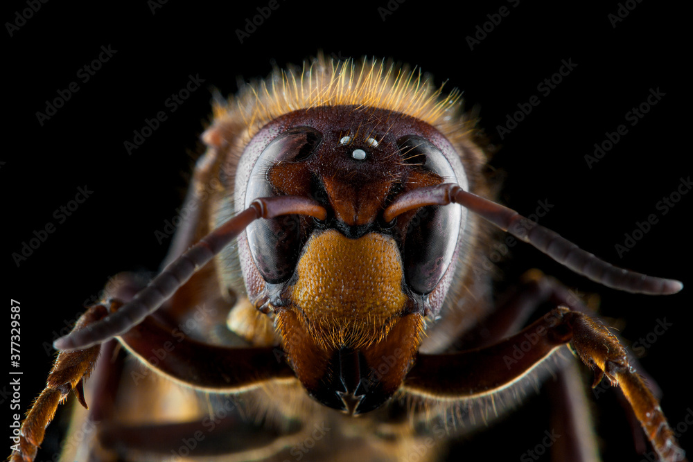 FOTO MACRO DI UN CALABRONE CON SFONDO NERO Stock Photo | Adobe Stock
