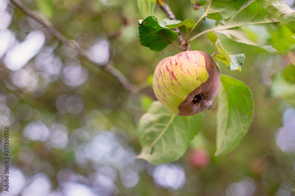 Rotten apple damaged by disease on the tree in the garden. Disease scab ...