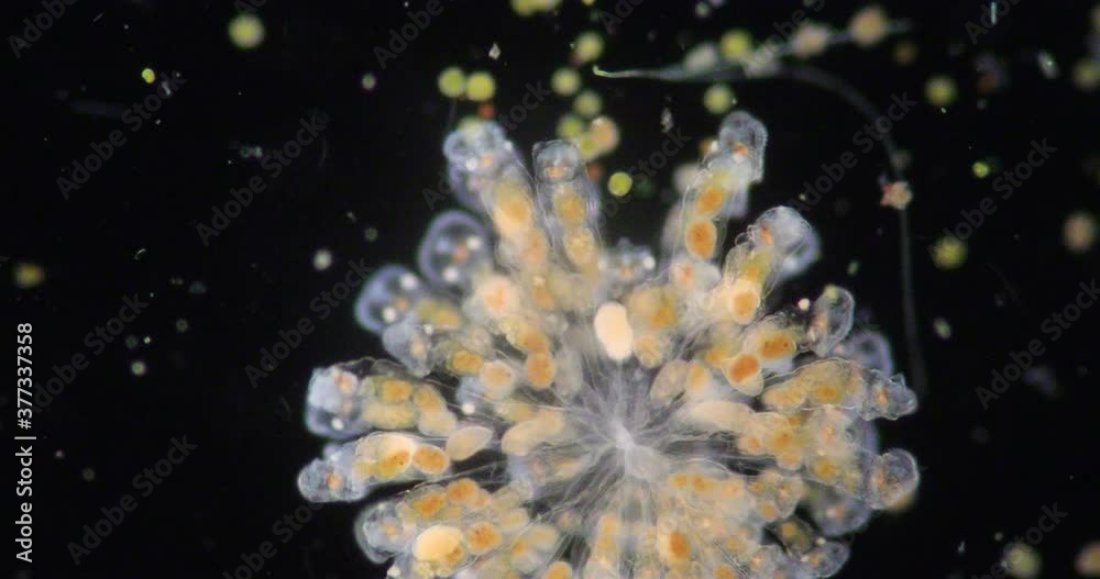 The rotifers commonly called wheel animals or wheel animalcules, make ...