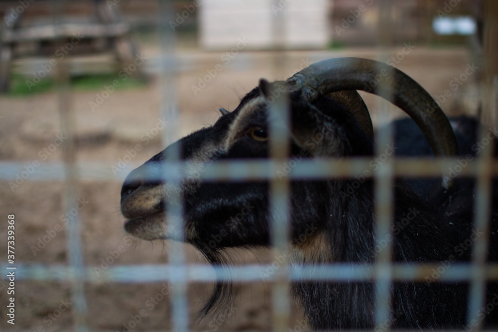 muzzle face of a black goat with curved horns behind rusty mesh cell ...