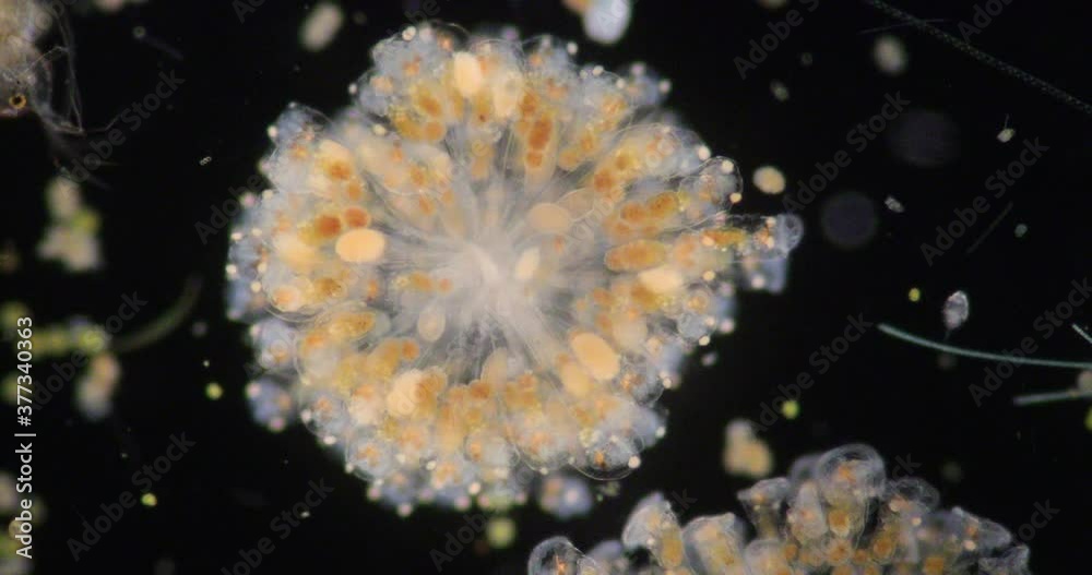 The rotifers commonly called wheel animals or wheel animalcules, make ...
