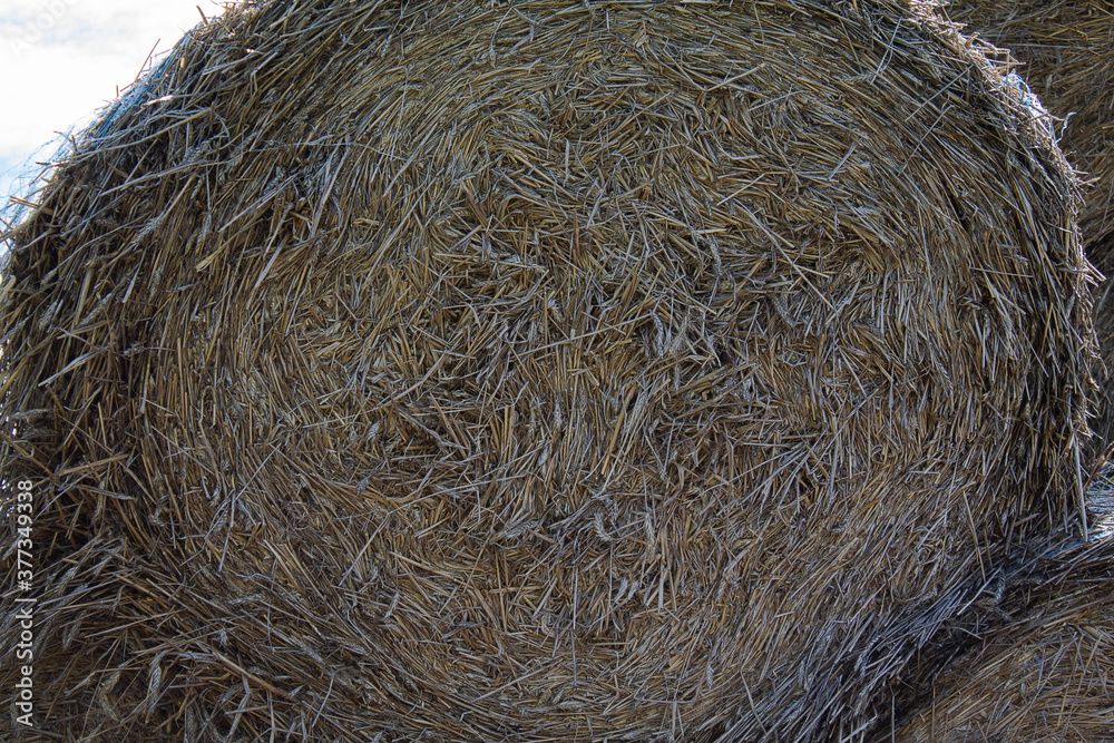 Texture of a round hay bale photographed from the front. Stock Photo ...
