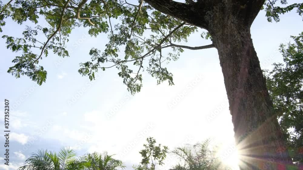 Trees at sunset. "Rain Tree East Indian Walnut" or "Samanea saman ...