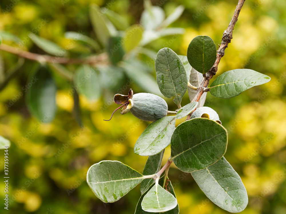 Goyavier du Brésil (Feijoa sellowiana) au tronc à écorce et ...