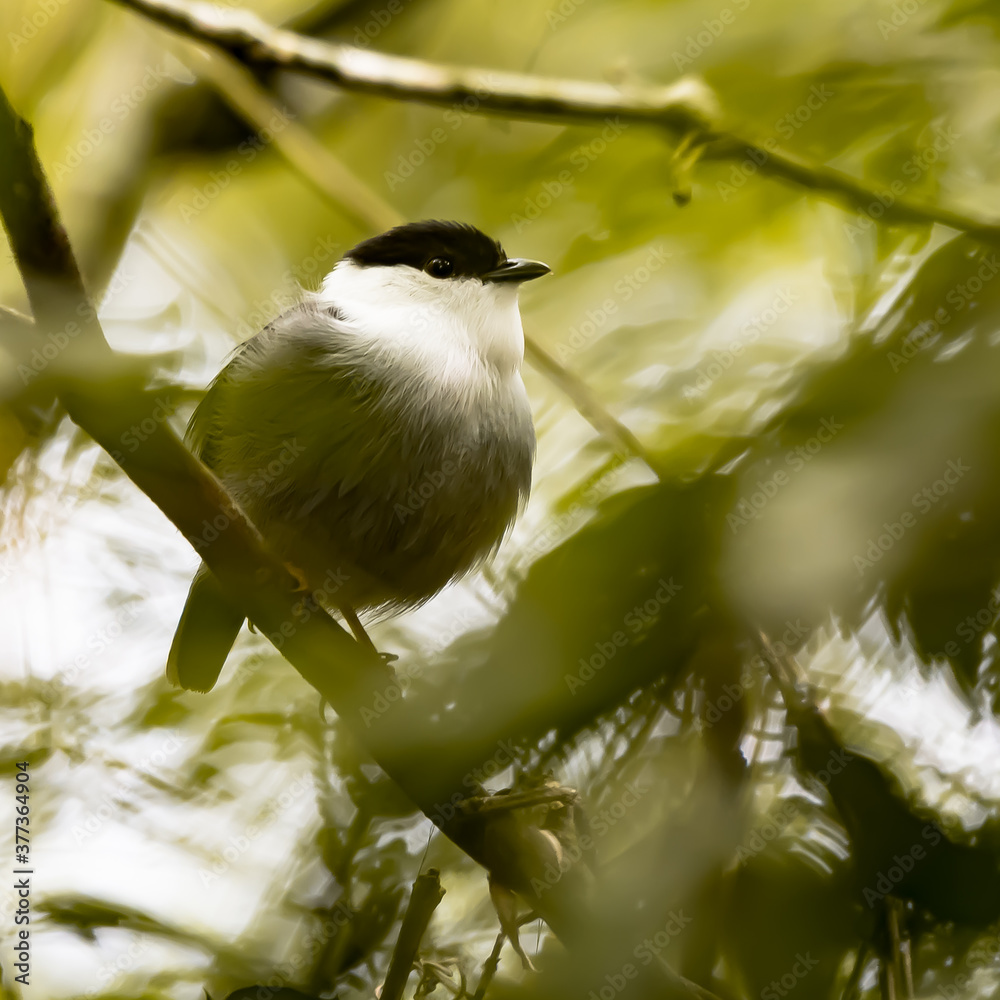 Ave: Bailarín blanco El Travolta de los bosques «Manekken, manakin ...