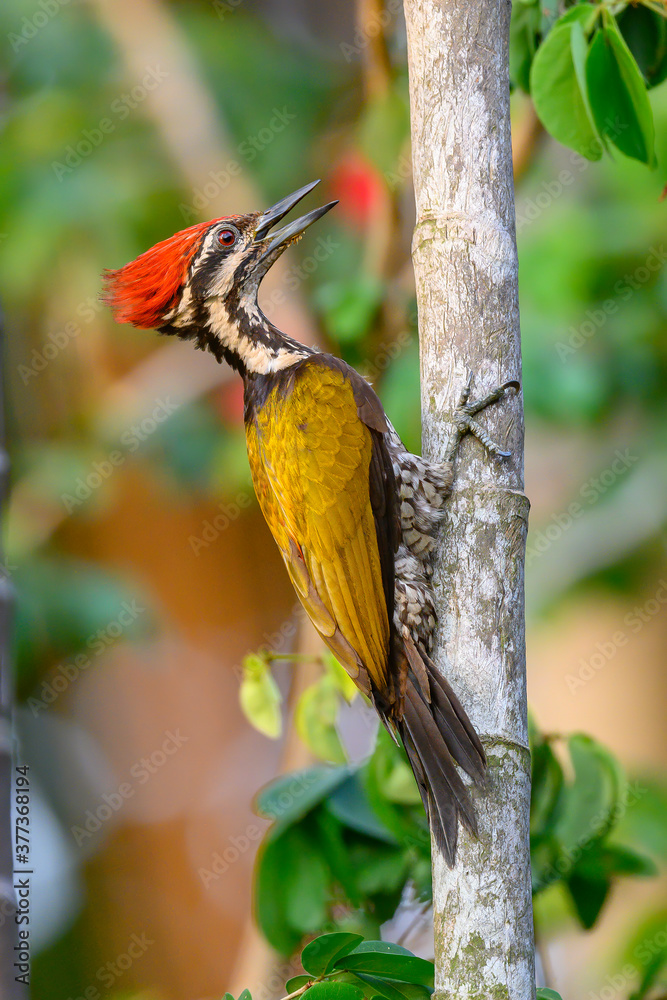 The common flameback or common goldenback (Dinopium javanense) is a ...
