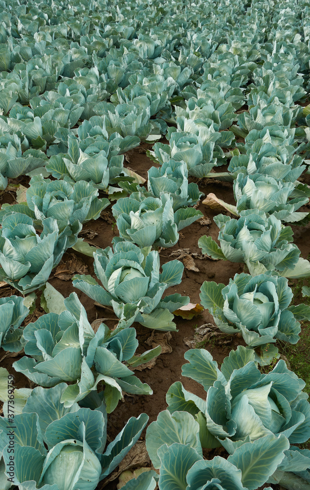Many white cabbage plants grow in parallel rows in a field. Stuttgart ...