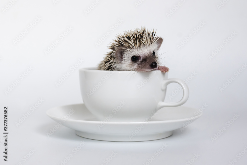 Cute Baby Hedgehog Wallpaper