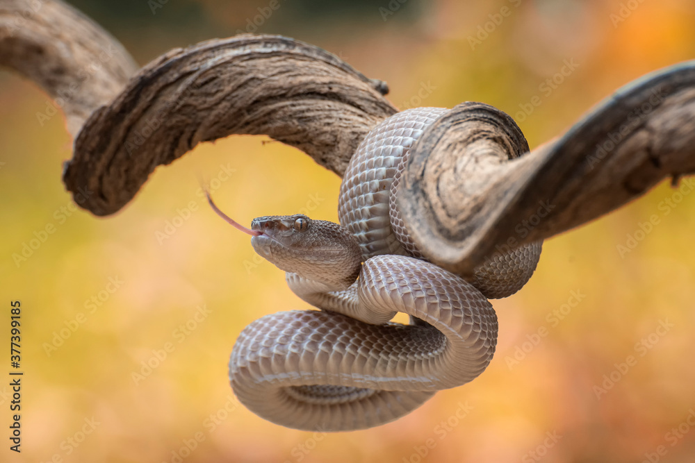 Trimeresurus purpureomaculatus is a venomous pit viper species native ...