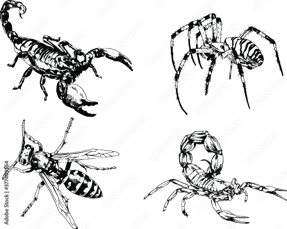 vector drawings sketches different insects bugs Scorpions spiders drawn ...