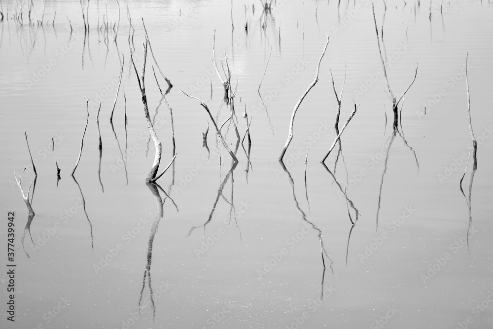ramas secas en el agua reflejadas, formando un cuadro abstracto Stock ...