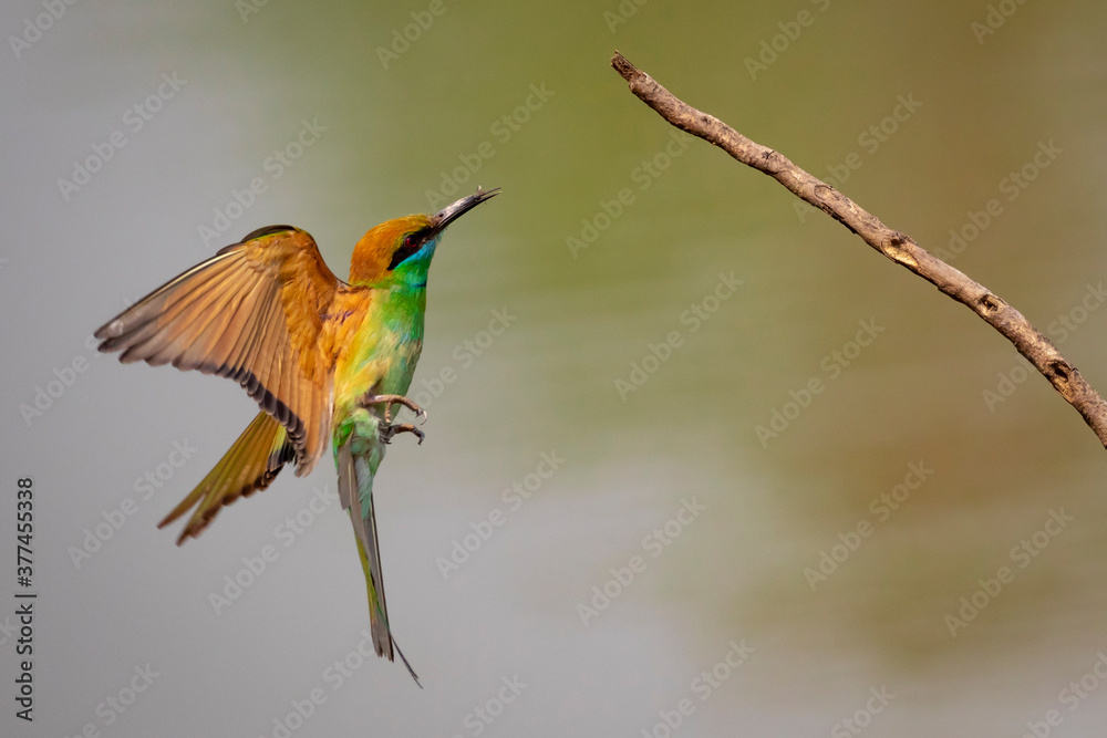 Green Bee Eater
