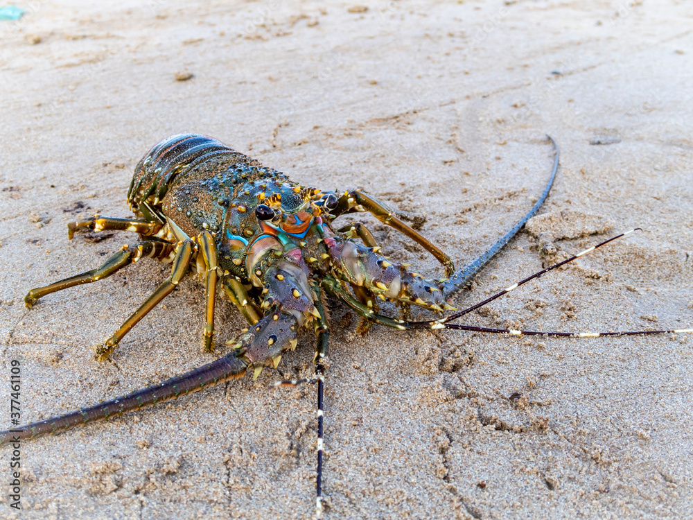 Painted Crayfish (or Rock Lobster, lat. Panulirus versicolor ...