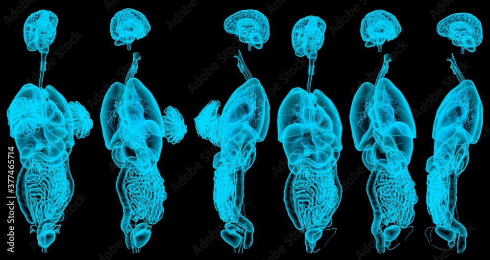 6 detailed holographic xray renders of internal organs of man and woman ...
