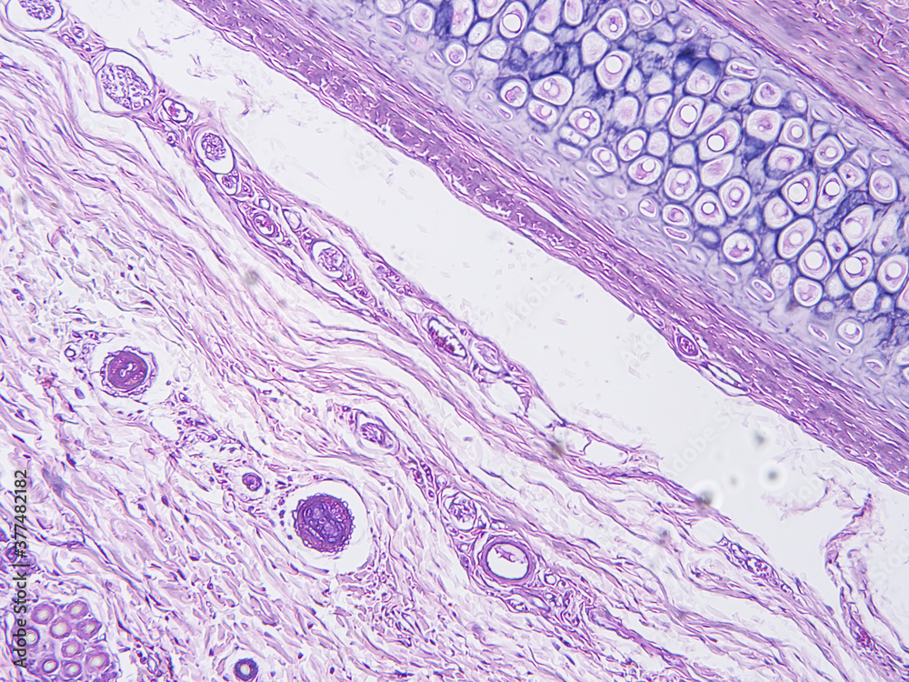 Histology of human tissue, show epithelial tissue and connective tissue ...