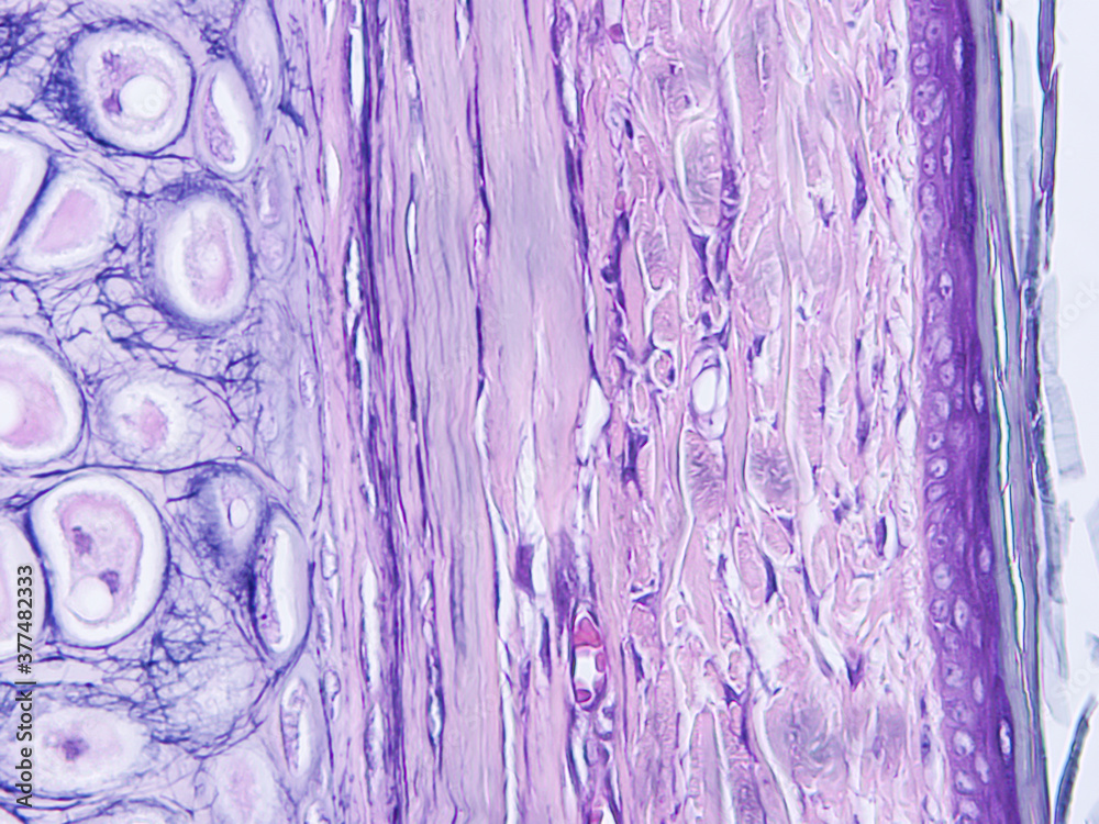 Histology of human tissue, show epithelial tissue and connective tissue ...