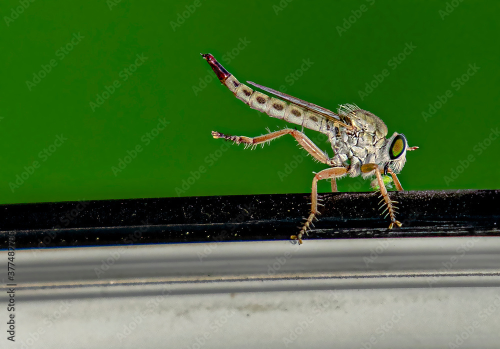 macro photo of robber fly in blue green background, The Asilidae are ...