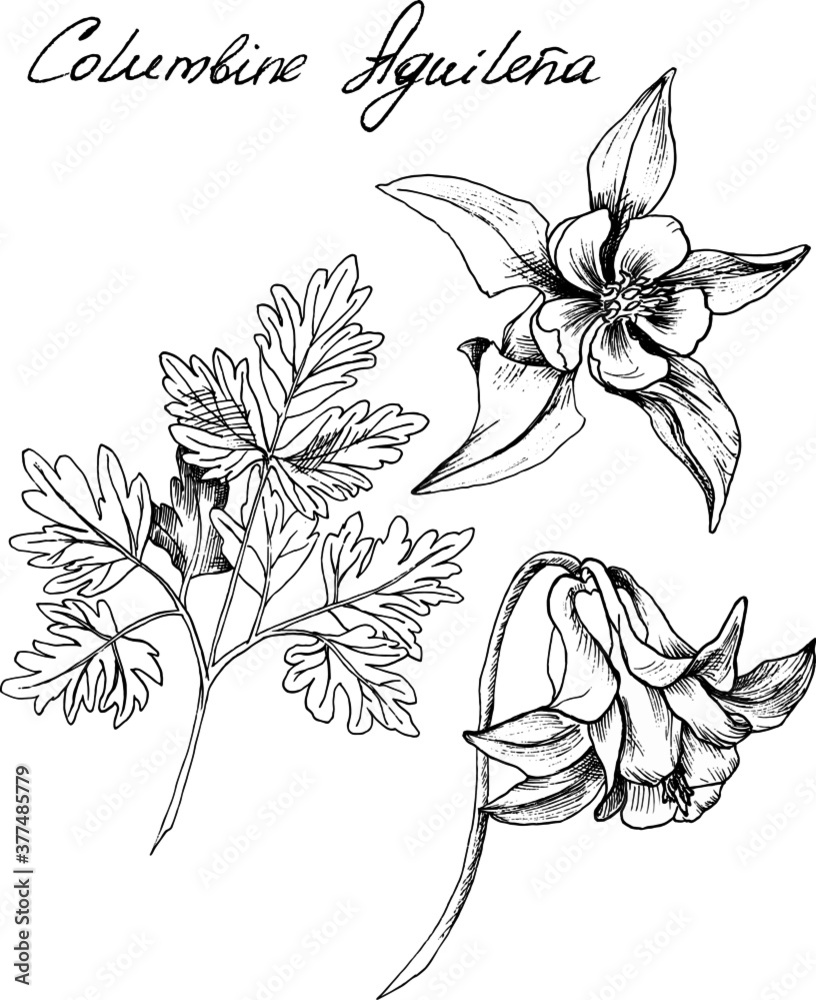 Hand-drawn botanical illustration of columbine flowers. Each element is ...