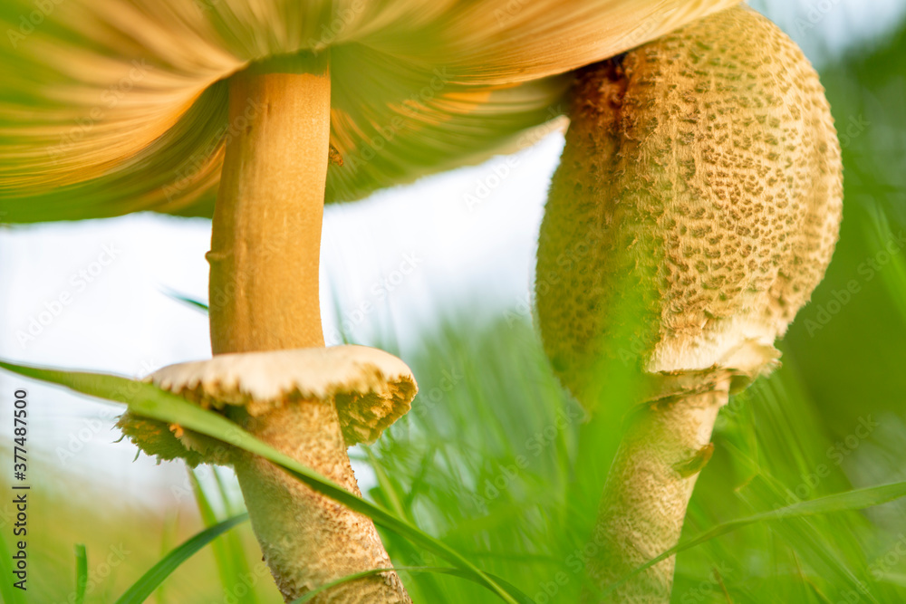 Macro closeup of almost mature flat caps and stipe of a couple of Macrolepiota procera or Large ...