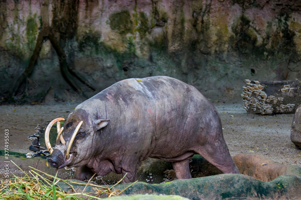 a male Buru babirusa stands alone. It is a wild pig-like animal native ...
