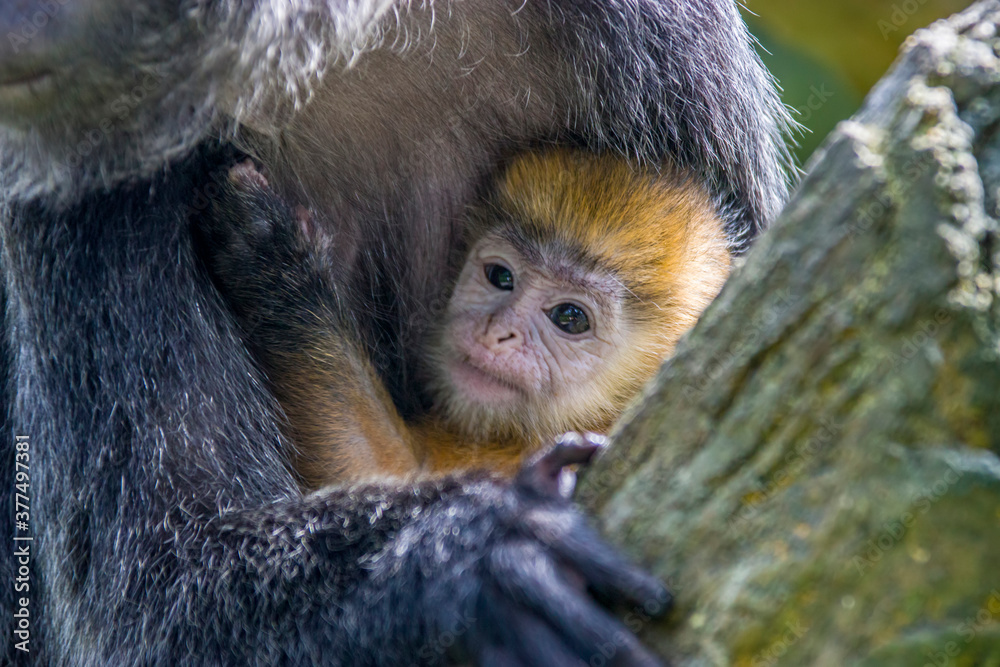 The baby Javan lutung (Trachypithecus auratus) closeup image, also ...