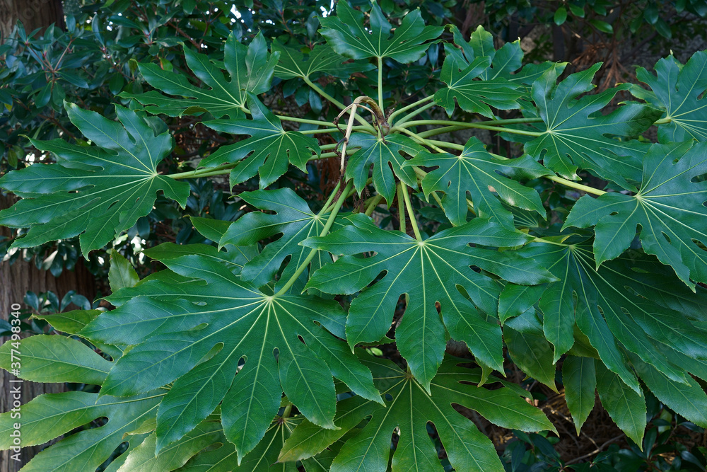 Glossy leaf Paper Plant Fatsia Japonica Called Fatsi Big leaf Paper glossy-leaf-paper-plant-fatsia-japonica-called-fatsi-big-leaf-paper