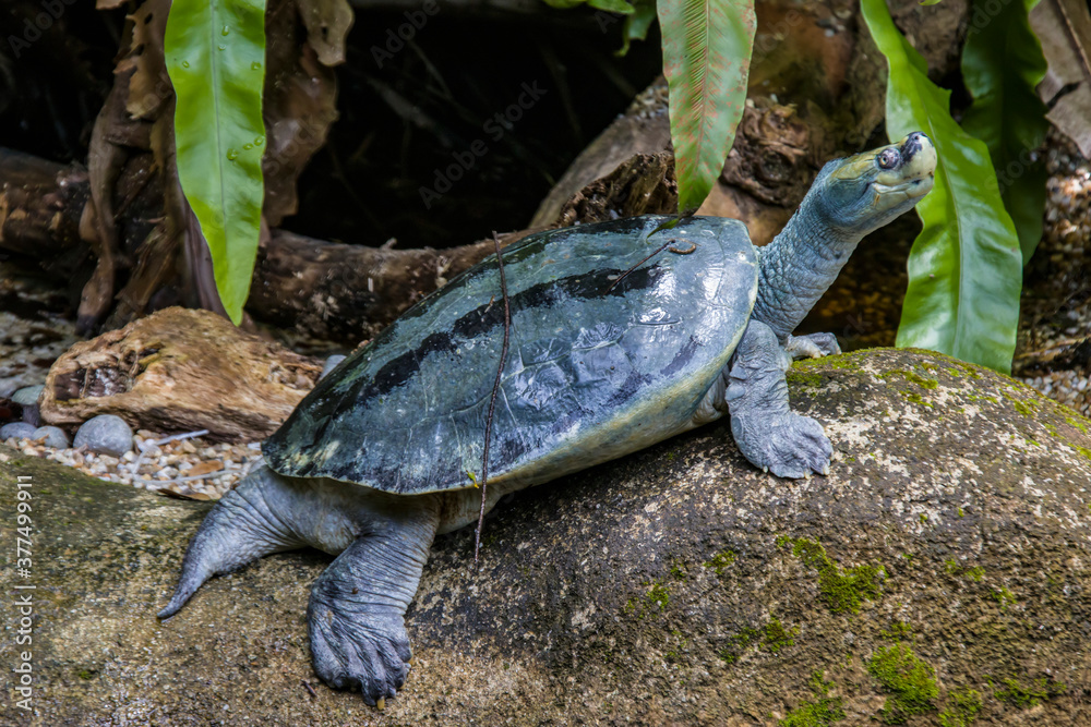 The Burmese roofed turtle (Batagur trivittata) is one of six species of ...