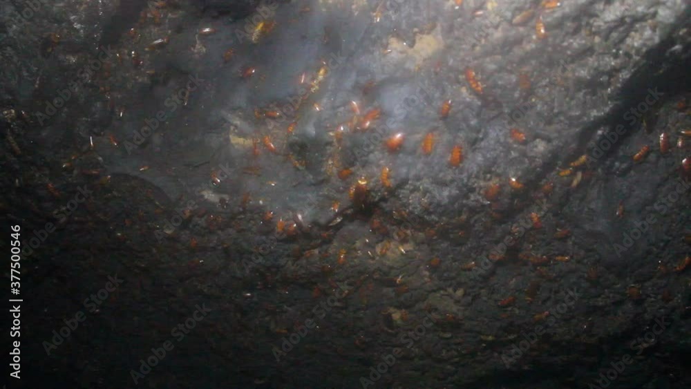 Giant cockroaches (Periplaneta accidental introduced species) live in ...