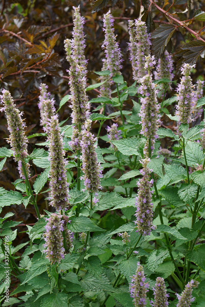 ClosAnise hyssop (Agastache foeniculum). Called Blue giant hyssop ...