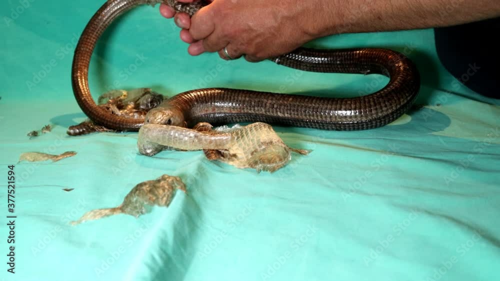 snake or lizard helping Burton's legless lizard shedding its ...