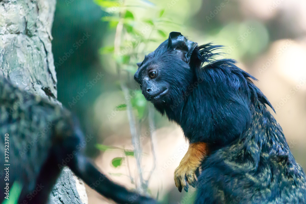 Foto de Saguinus midas, the golden-handed tamarin or Midas tamarin on a ...