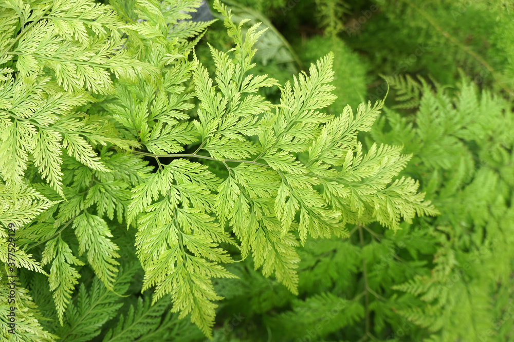 Green of davallia fejeensis background. Davallia fejeensis is a species ...