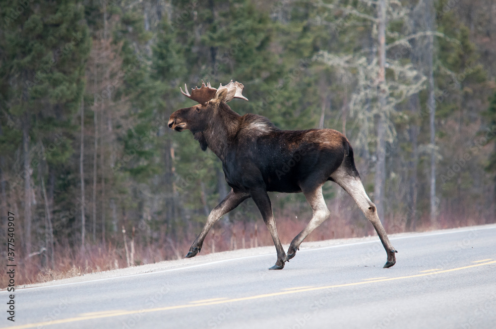 Moose Stock Photos. Moose crossing the highway in the winter season ...