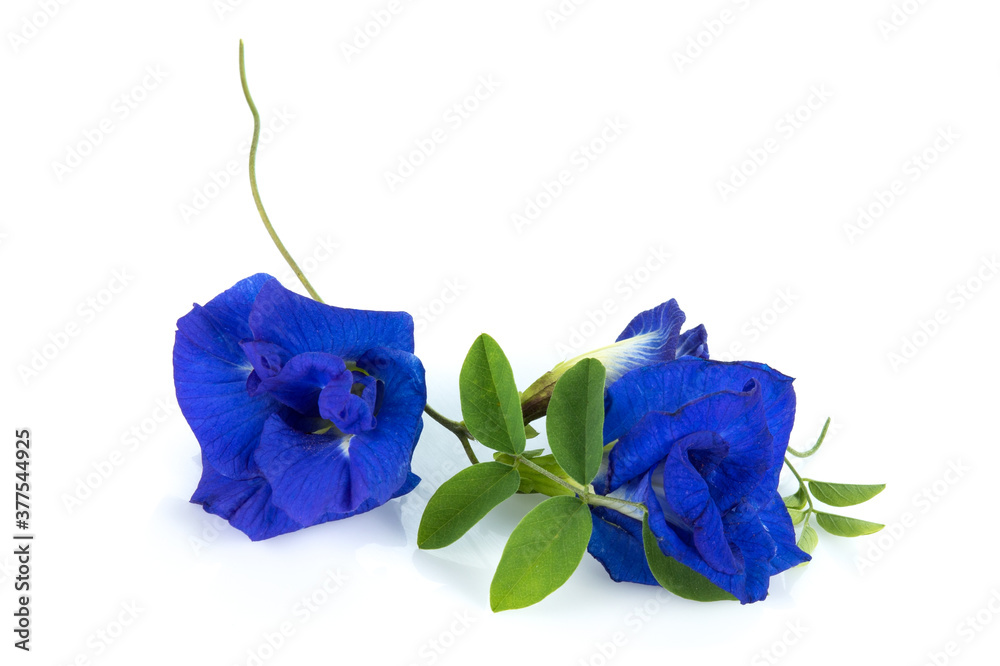 butterfly pea, blue pea, or asian pigeonwings flower isolated on white ...