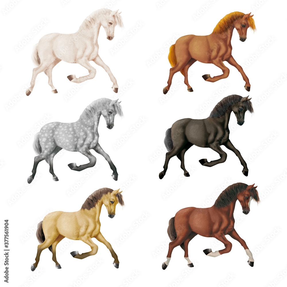 groupe de cheval, toutes couleur, animal, blanc, étalon, galop, poney ...