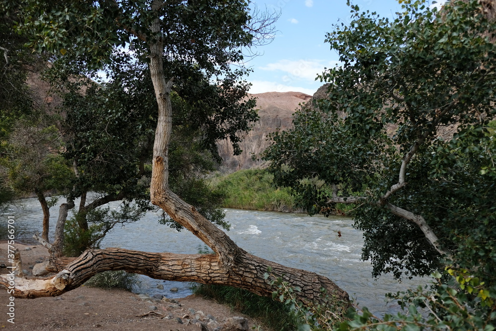 An old tree with large and deep roots that grows along the river in the ...