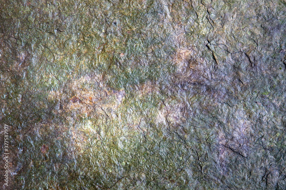 Wet slate stone texture with green algae moss / sludge. sunlight hits ...